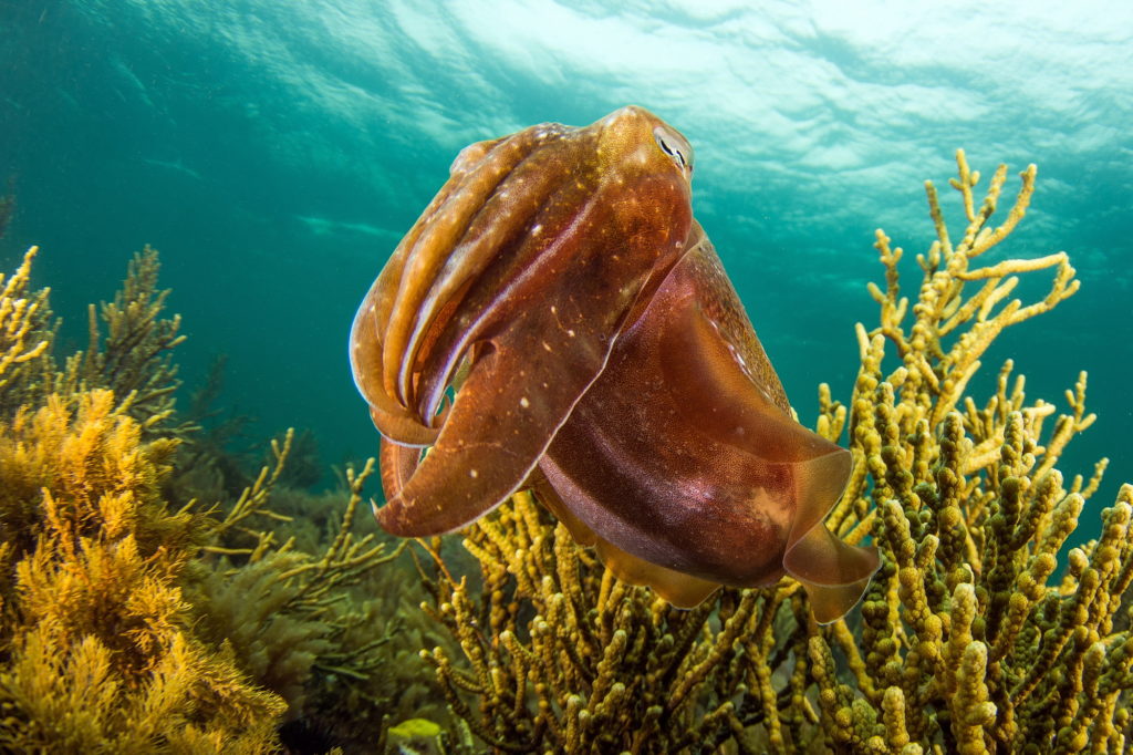 Austrálie – Great White safari 2014 – tethys.cz